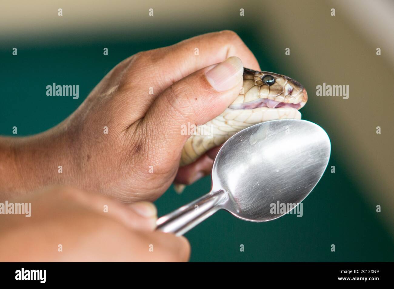 Poisonous tooth Banque de photographies et d’images à haute résolution - Alamy