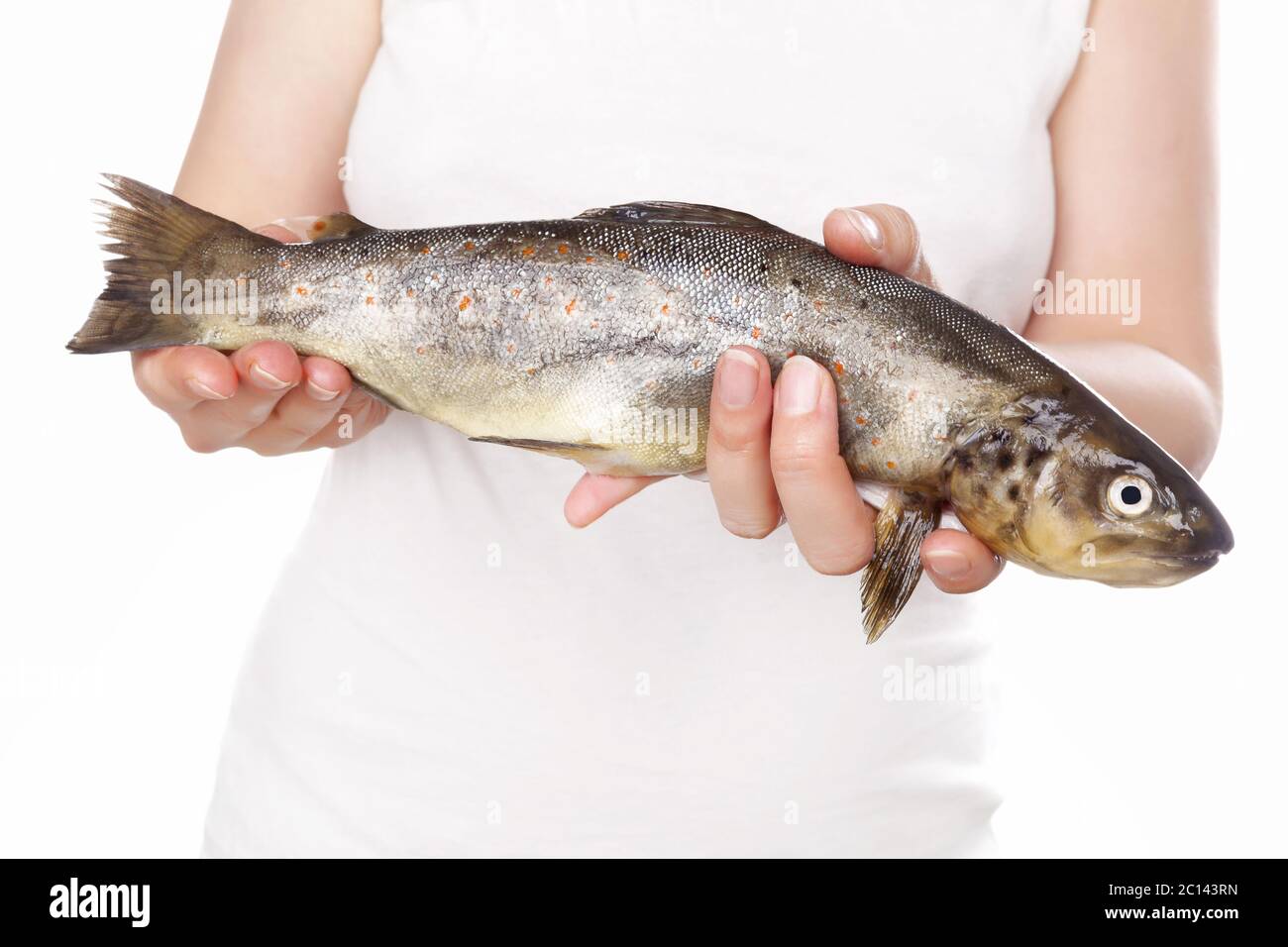 Ohrid trout Banque de photographies et d’images à haute résolution - Alamy