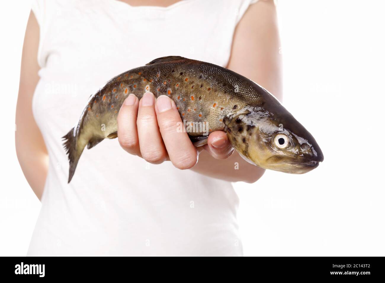 Ohrid trout Banque de photographies et d’images à haute résolution - Alamy