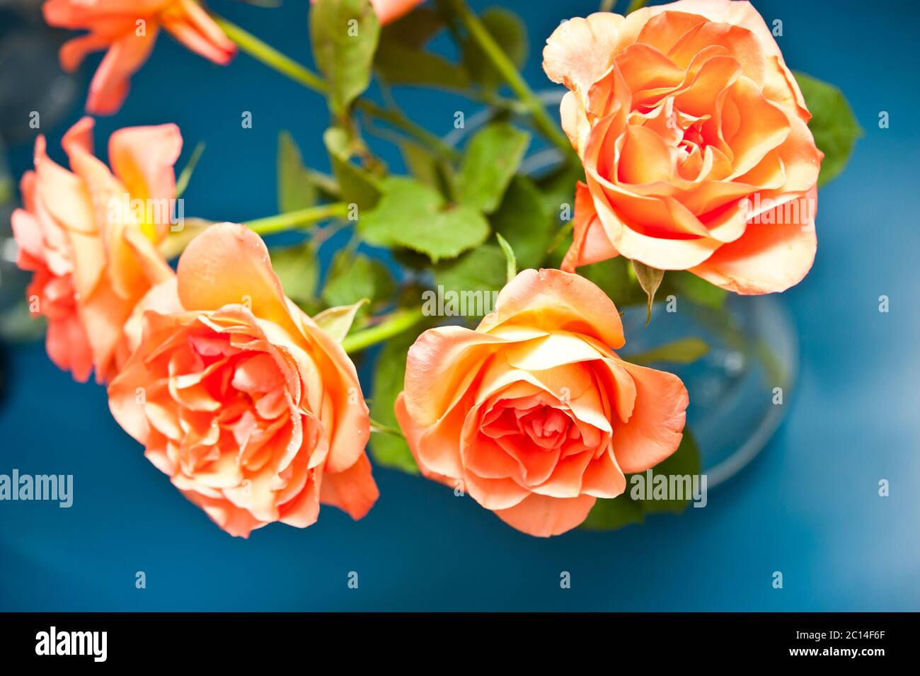 Coral roses Banque de photographies et d’images à haute résolution - Alamy