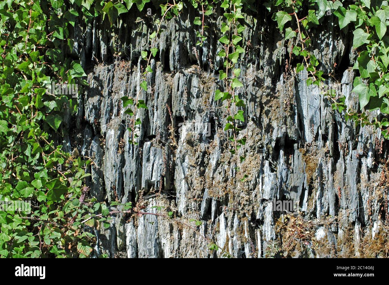 Mur d'ardoise avec lierre (Hedera Helix) Fentonluna Lane, Padstow ...
