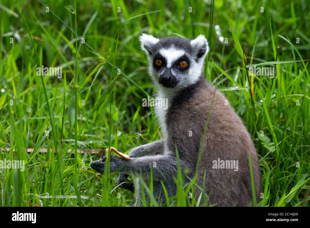 Le lémurien à queue annulaire dans la forêt tropicale, son ...