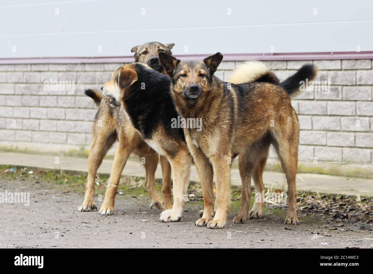 Chiens errants Banque de photographies et d’images à haute résolution ...