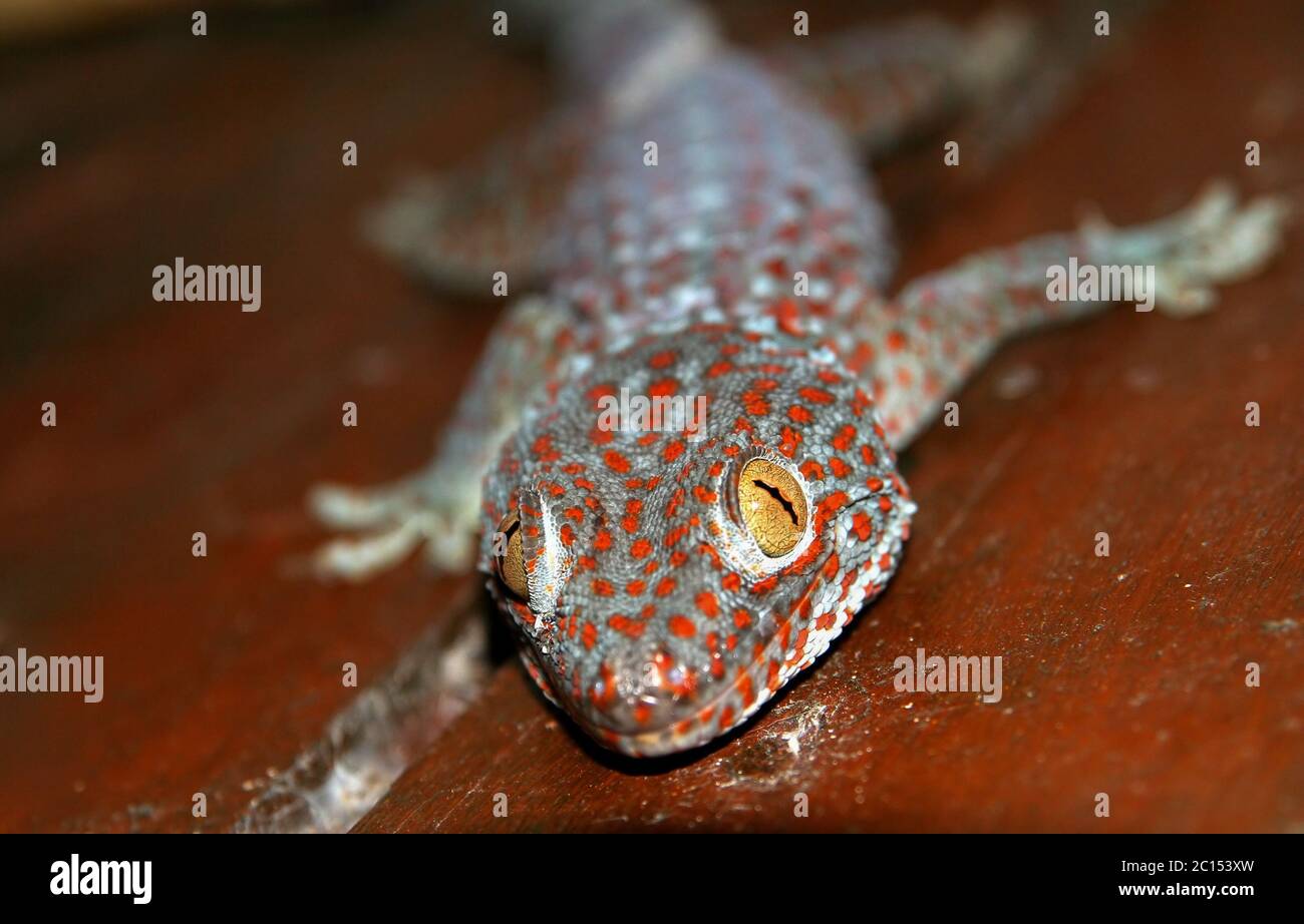 Spotted gecko Banque de photographies et d’images à haute résolution ...