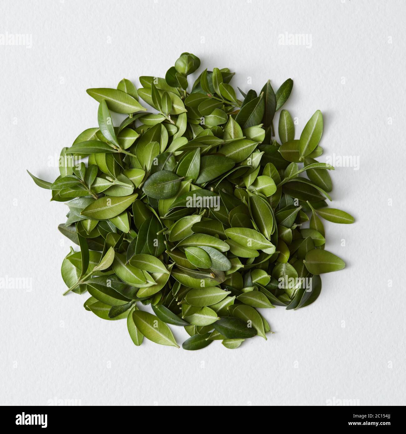 Petites feuilles rondes Banque de photographies et d’images à haute ...