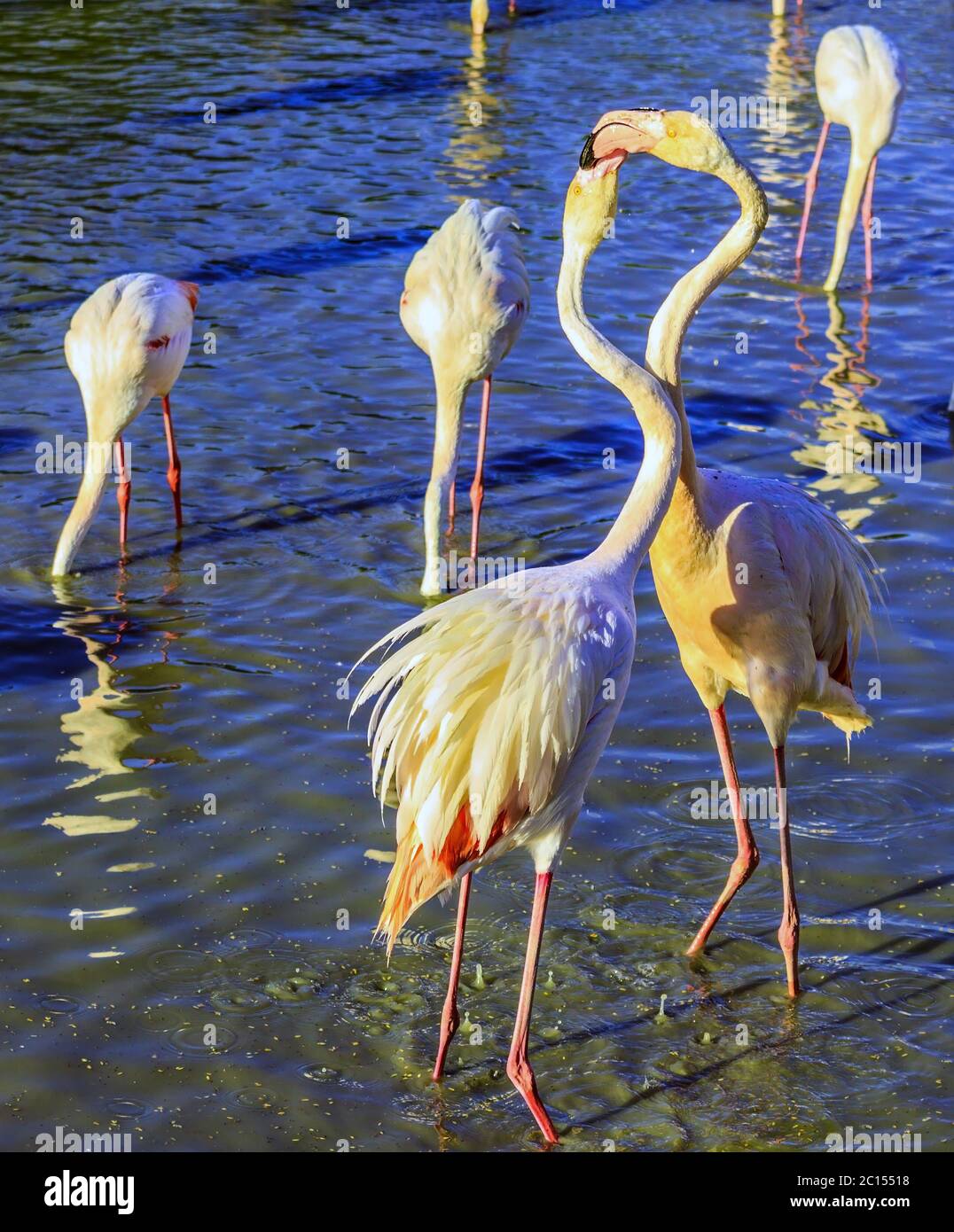Flamants roses Banque de photographies et d’images à haute résolution ...