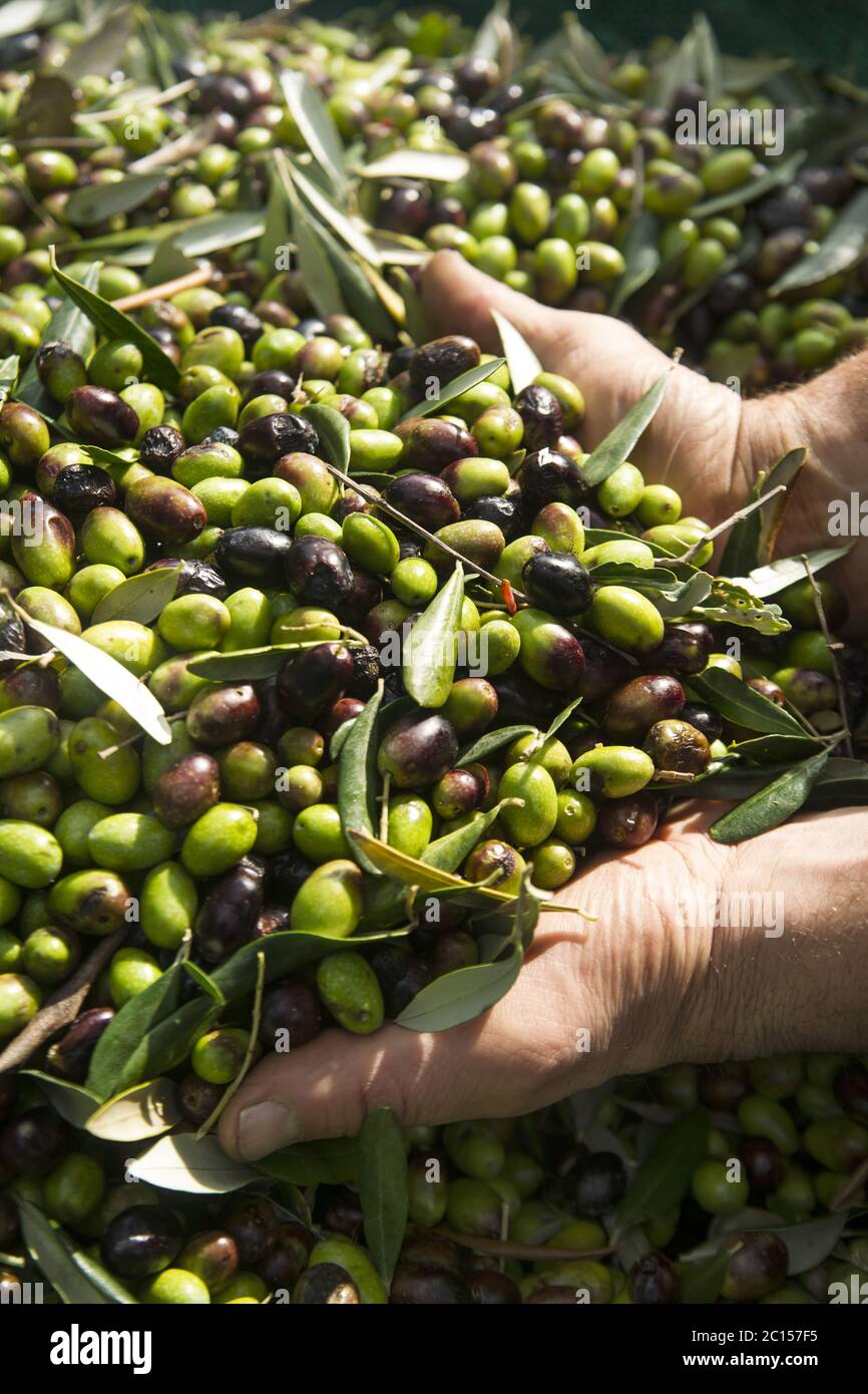 Recolte des olives Banque de photographies et d’images à haute ...