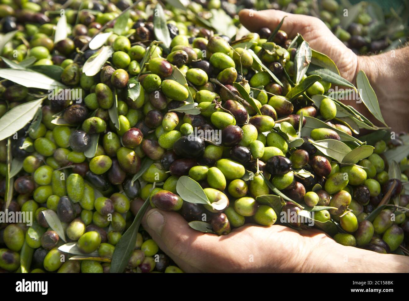 Récolte des olives Banque de photographies et d’images à haute ...