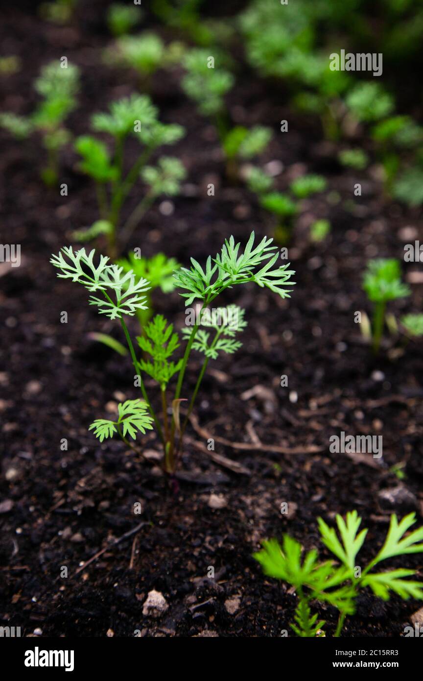 Semis de carotte Banque de photographies et d’images à haute résolution ...