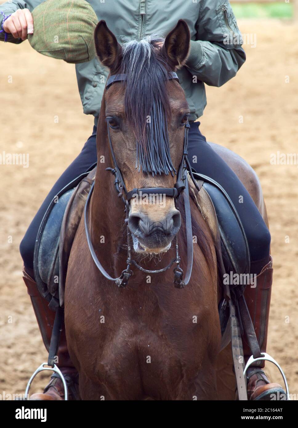 Cheval pure race espagnole Banque de photographies et d’images à haute ...
