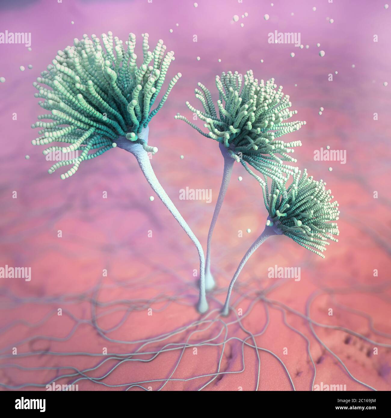 Image microscopique de moisissures ou de champignons et spores en ...