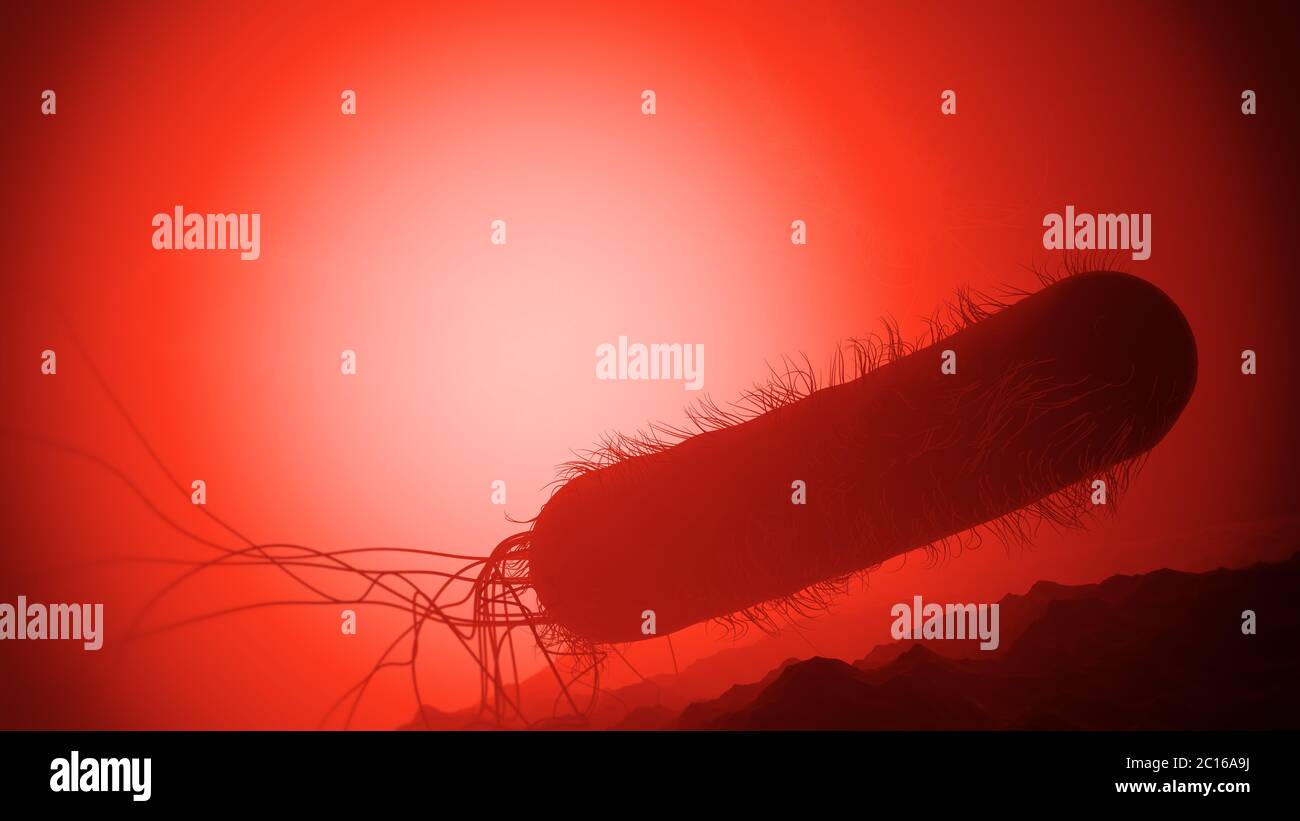 Bactéries résistantes aux antibiotiques Banque de photographies et d ...