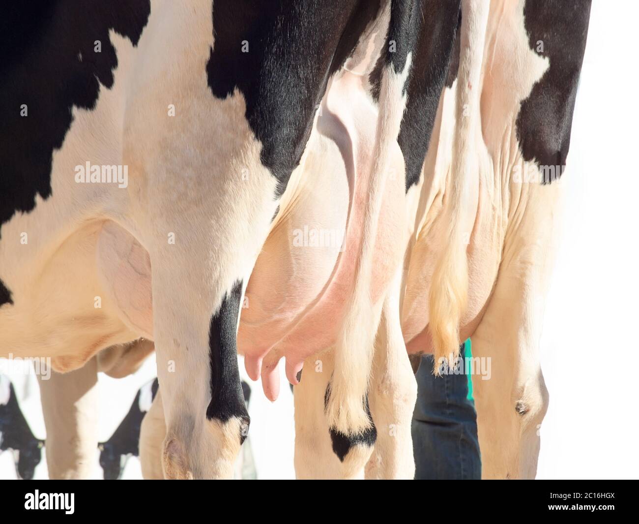Pis de vaches Banque de photographies et d’images à haute résolution ...