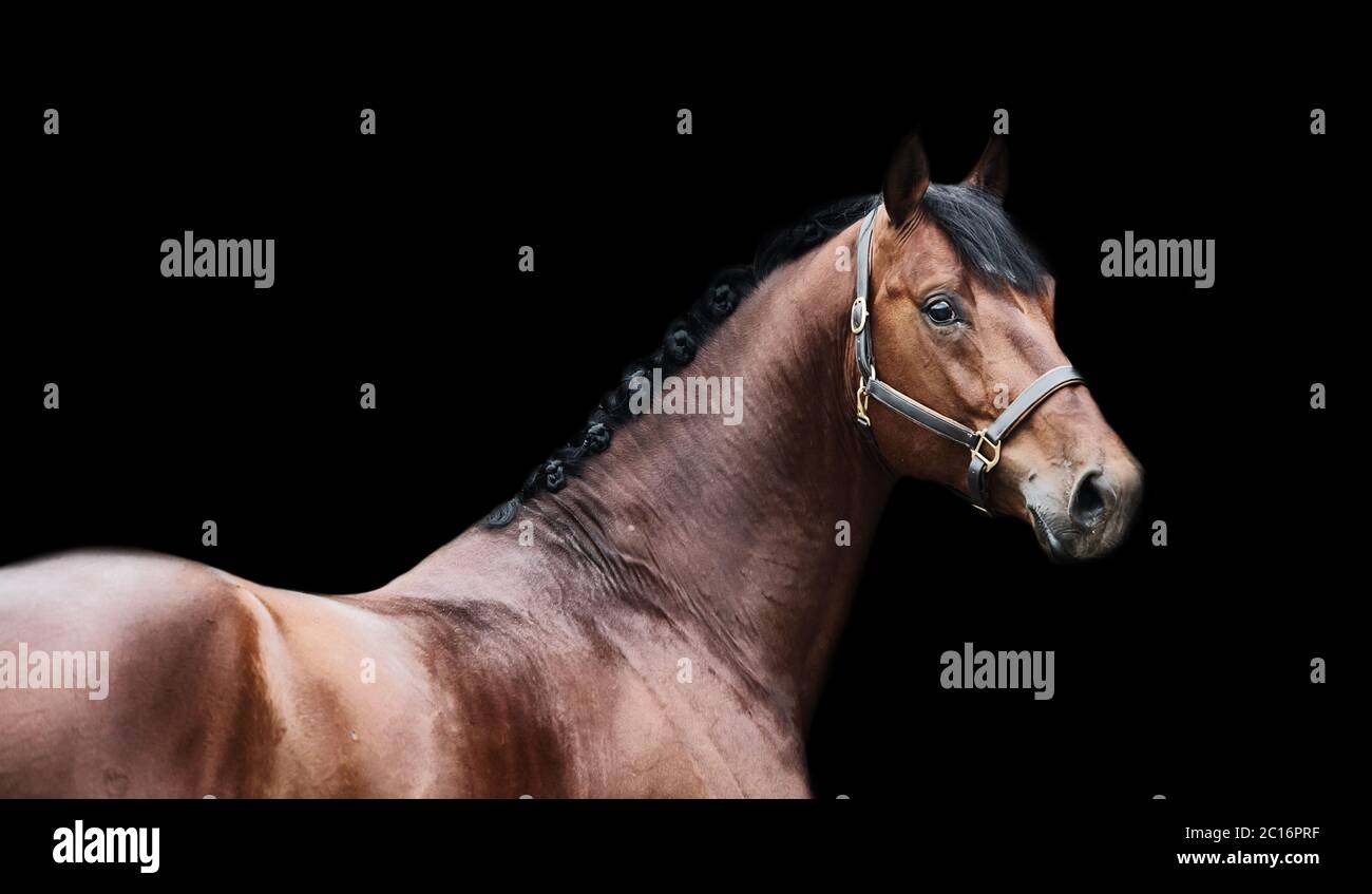 Cheval bai noir Banque de photographies et d’images à haute résolution ...