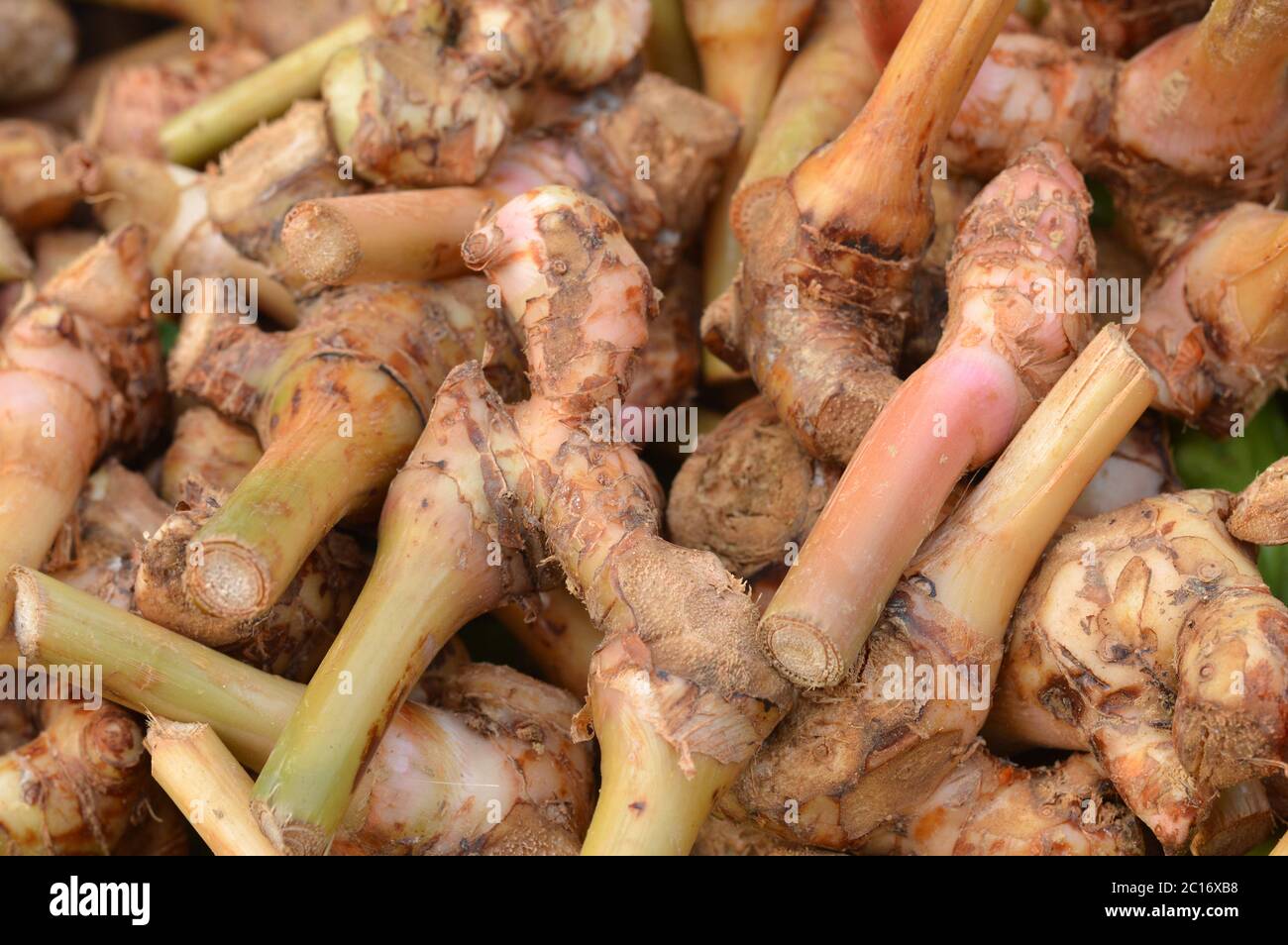 Galanga plant Banque de photographies et d’images à haute résolution ...