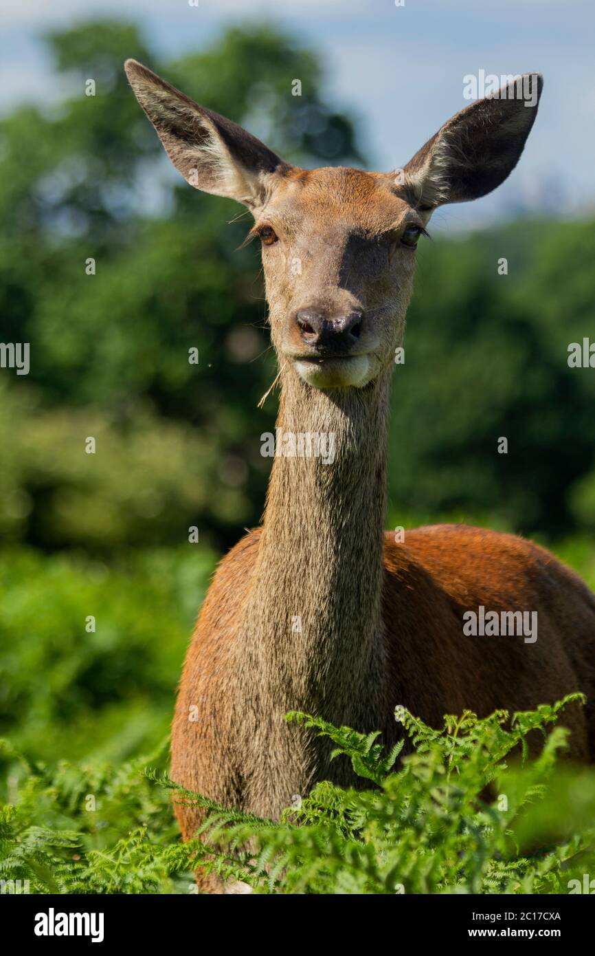 Nourrir le cerf rouge Banque de photographies et d’images à haute ...