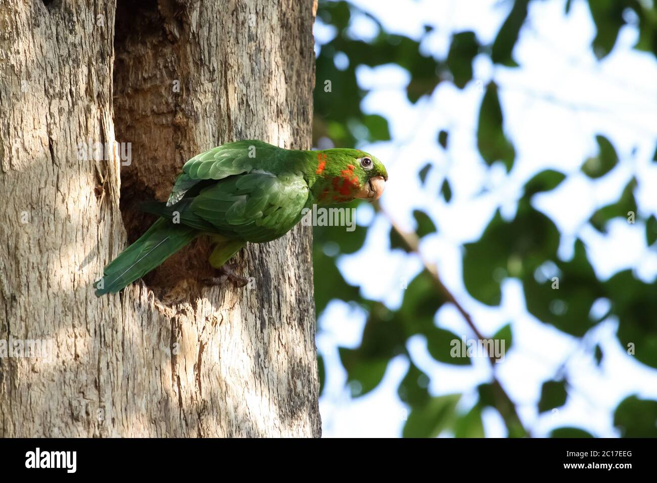 Perruche blanche Banque de photographies et d’images à haute résolution ...