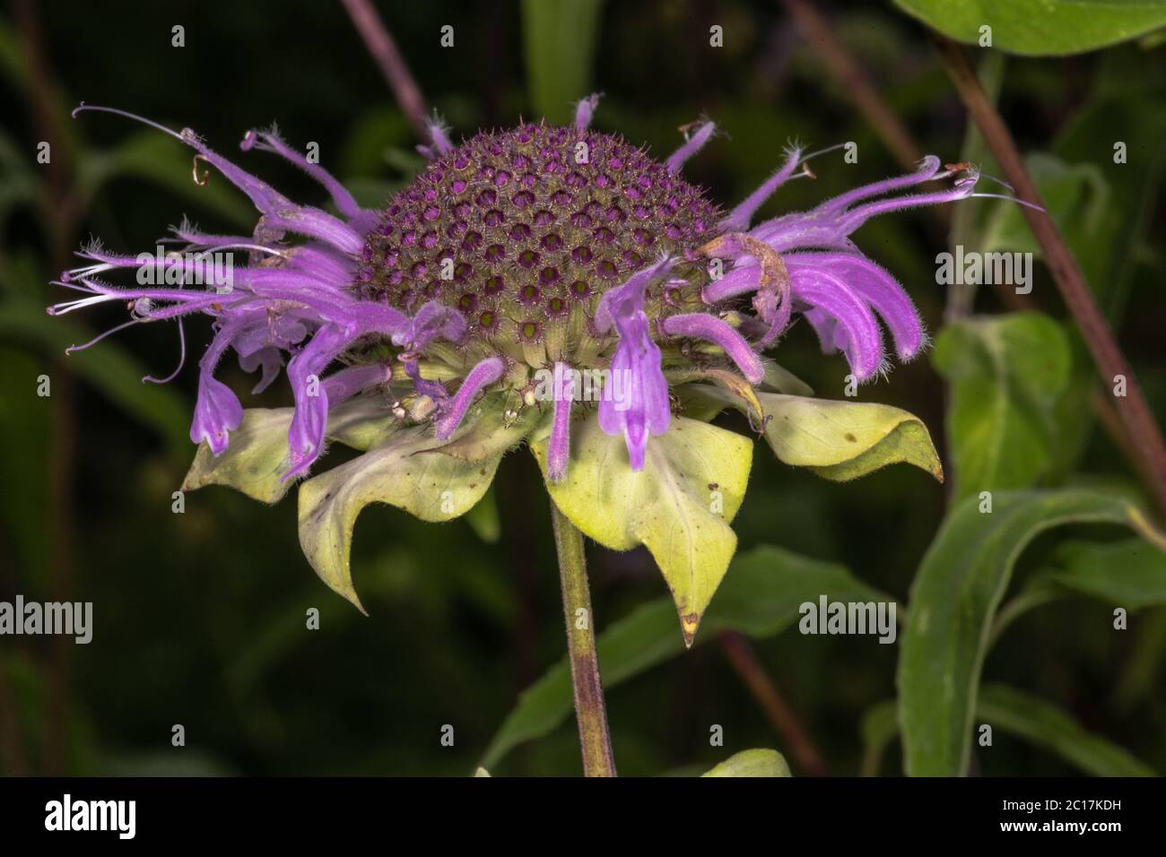 Monarda fistulosa Banque de photographies et d’images à haute ...