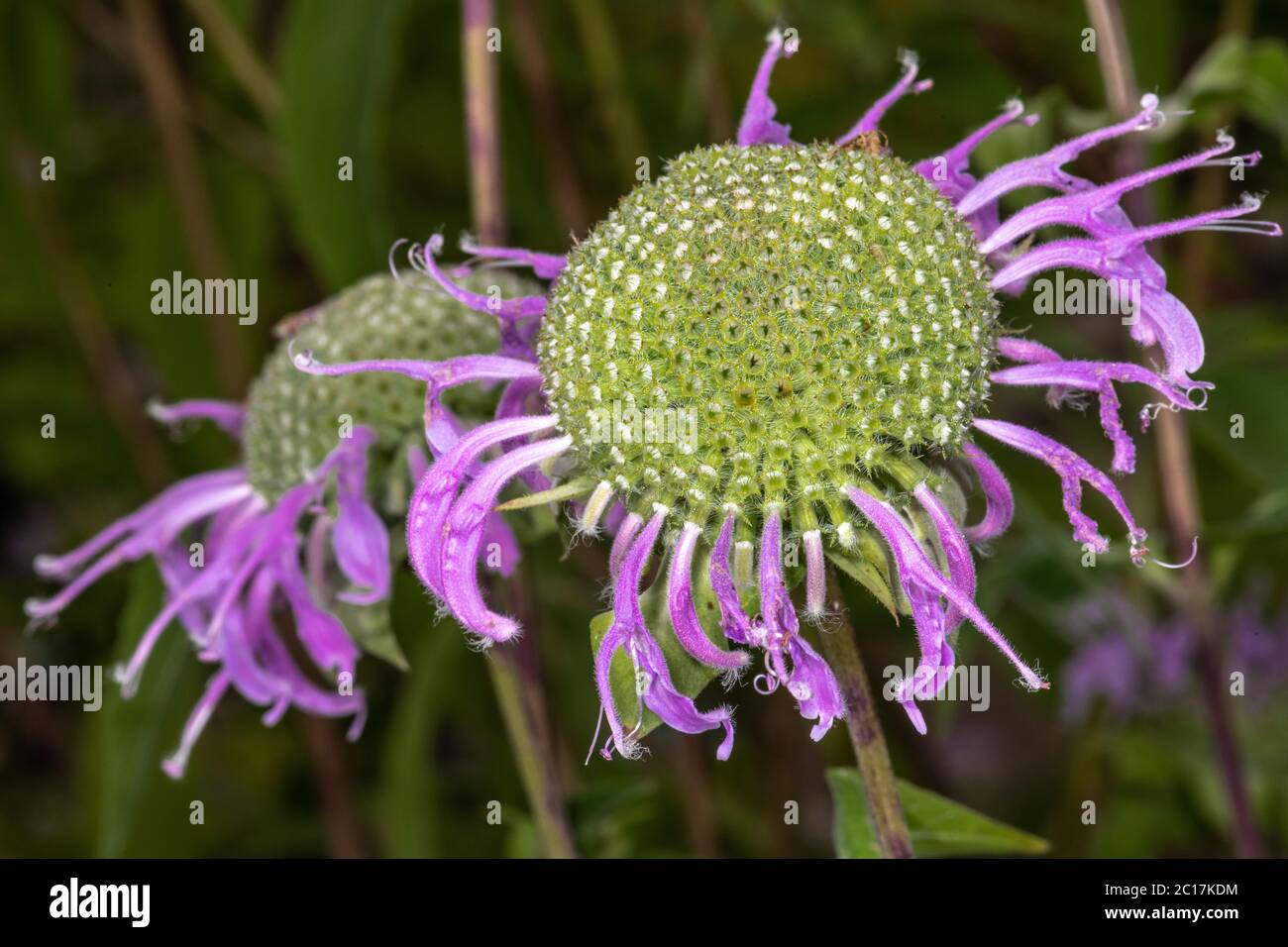 Monarda fistulosa Banque de photographies et d’images à haute ...