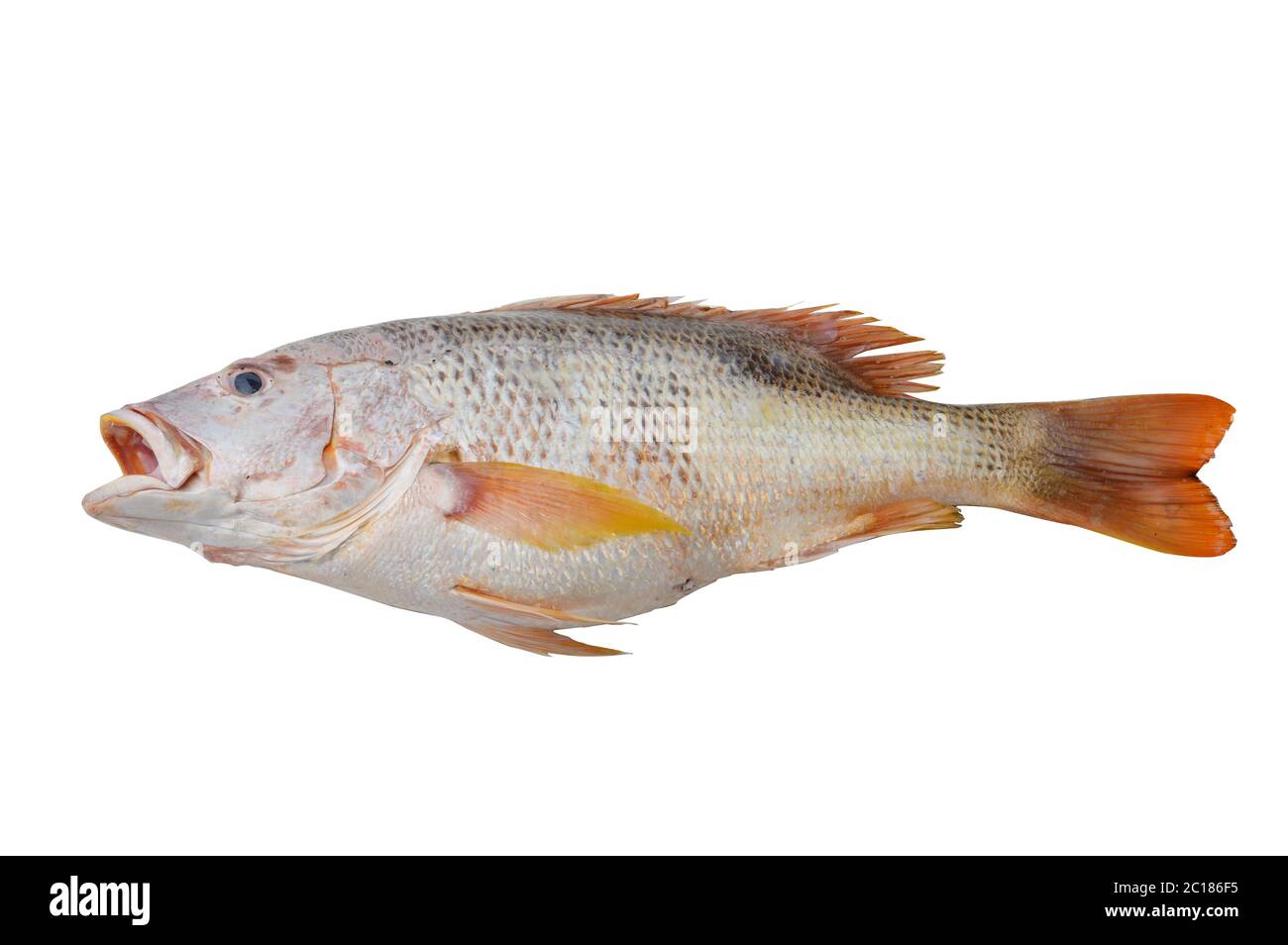 Poisson perche sauvage Banque d'images détourées - Alamy