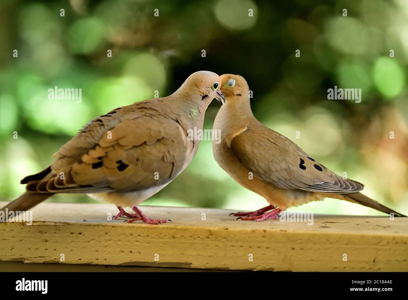 Accouplement des animaux Banque de photographies et d’images à haute ...