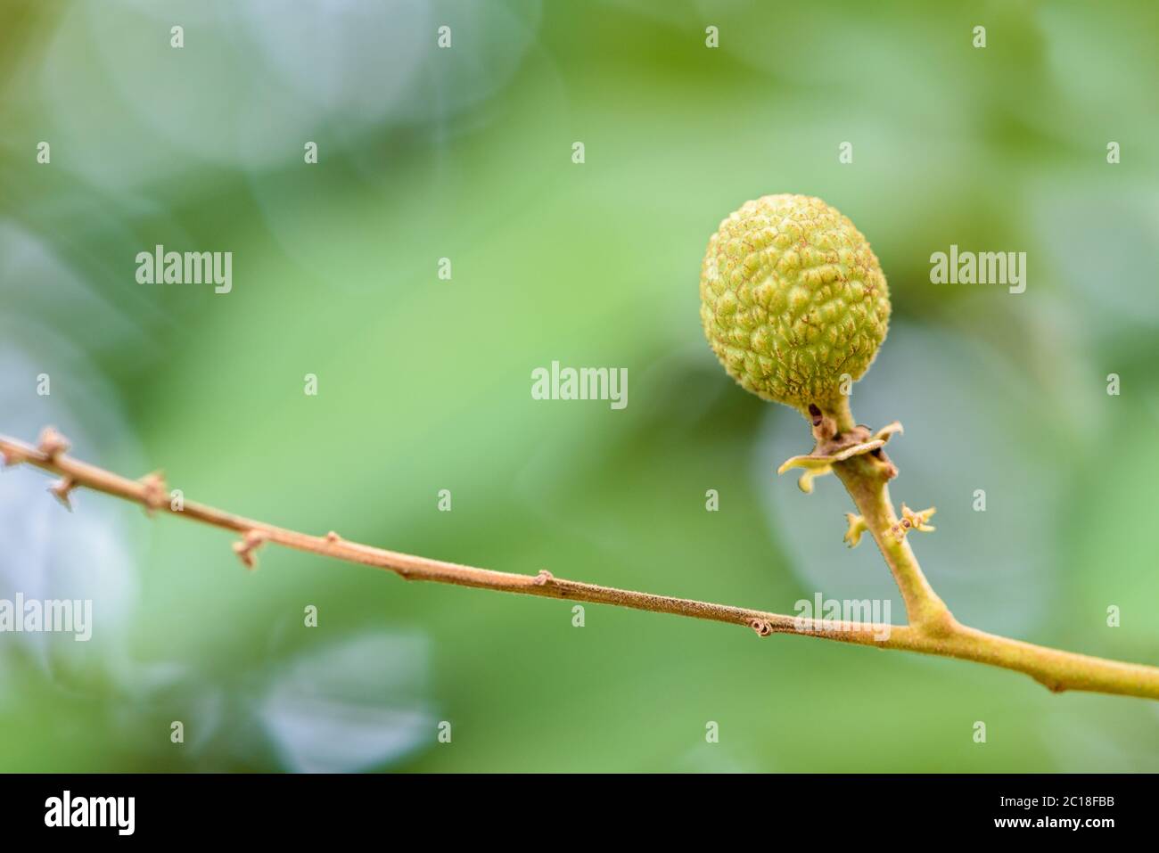 Produire naturellement des fruits Banque de photographies et d’images à ...