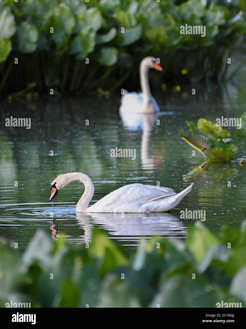 Cygnus a Banque de photographies et d’images à haute résolution - Alamy