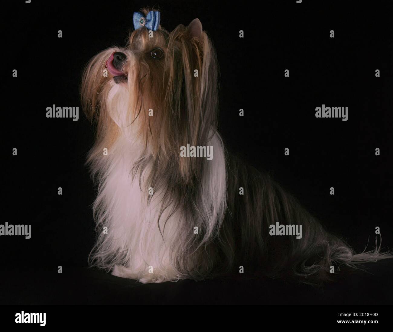 Beaver Yorkshire Terrier Banque d'image et photos - Alamy