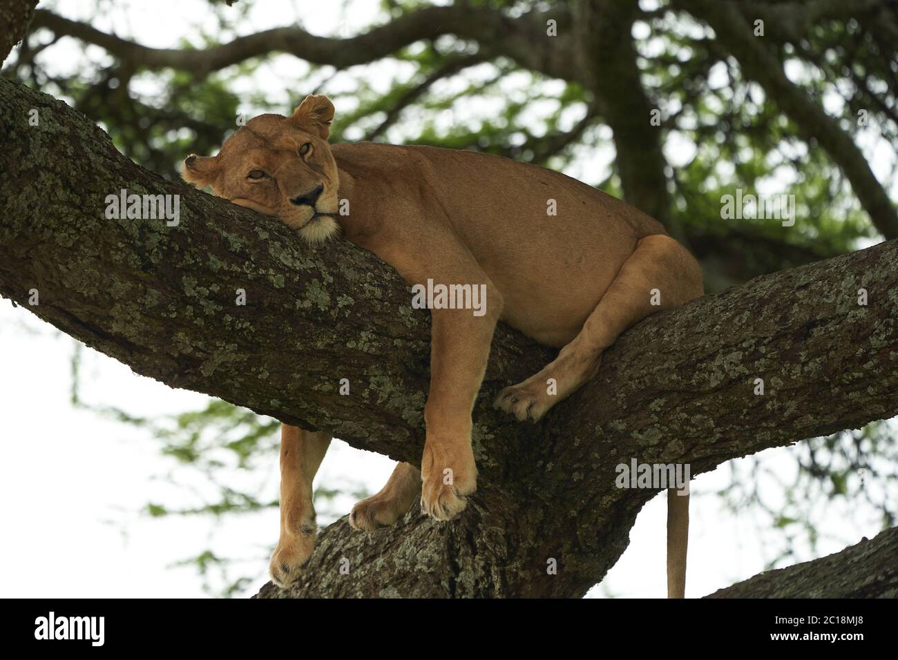 Lion grimpant aux arbres Banque de photographies et d’images à haute ...