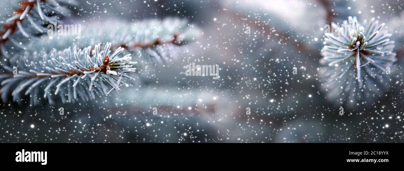 Sapin bleu Banque de photographies et d’images à haute résolution - Alamy