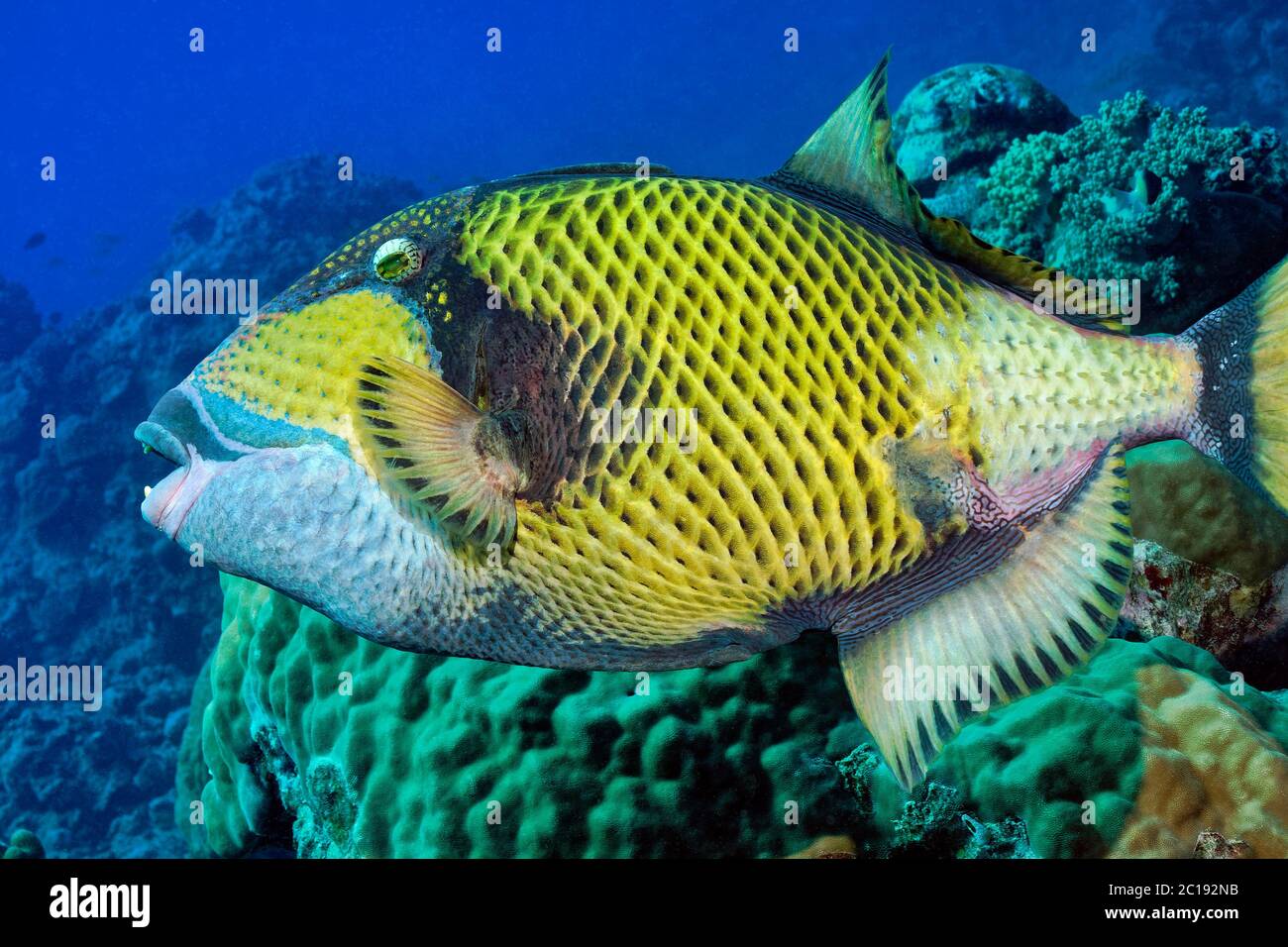 Baliste maurice Banque de photographies et d’images à haute résolution ...