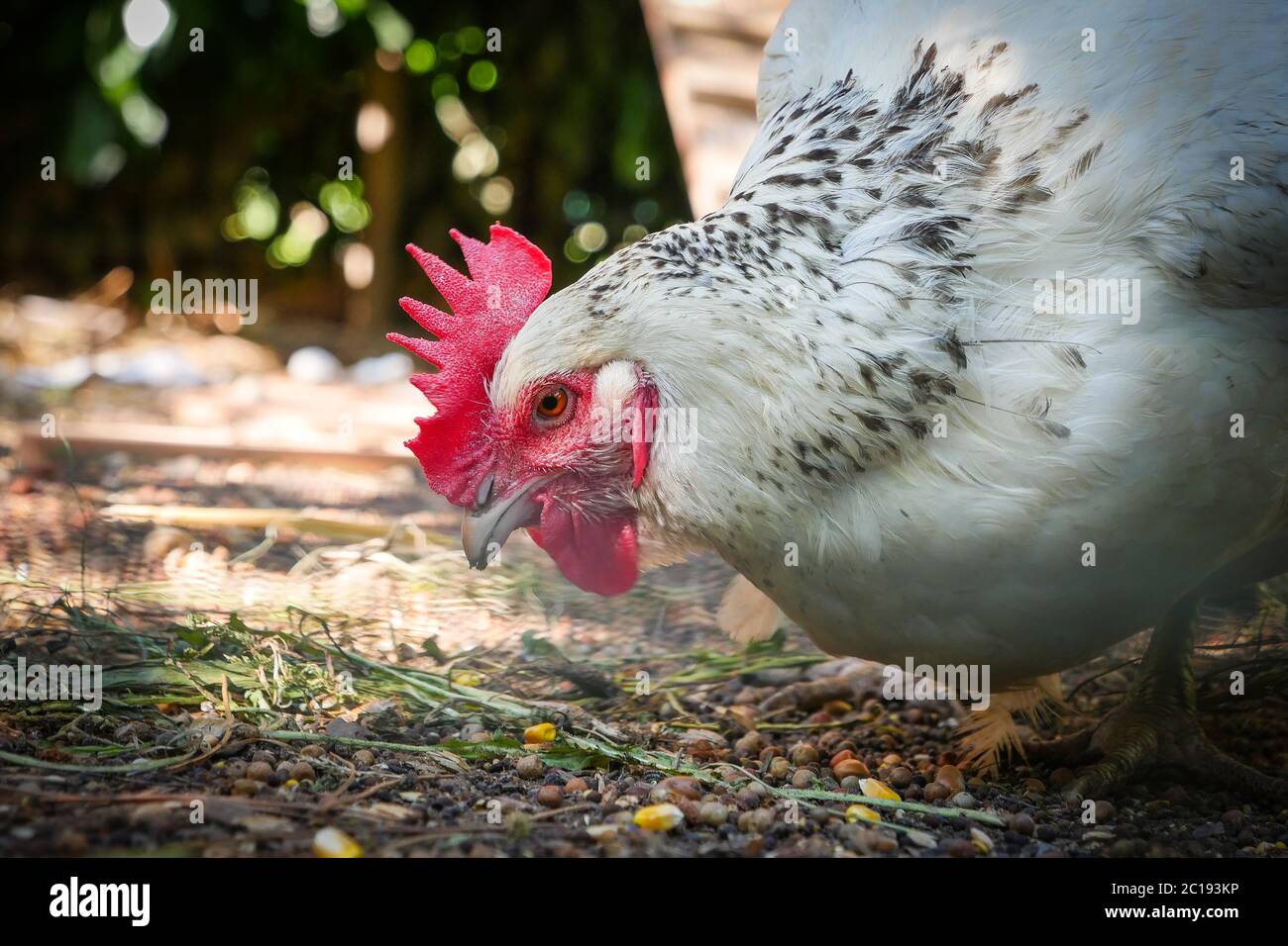 Poule rousse picorant l'herbe Banque de photographies et d’images à ...