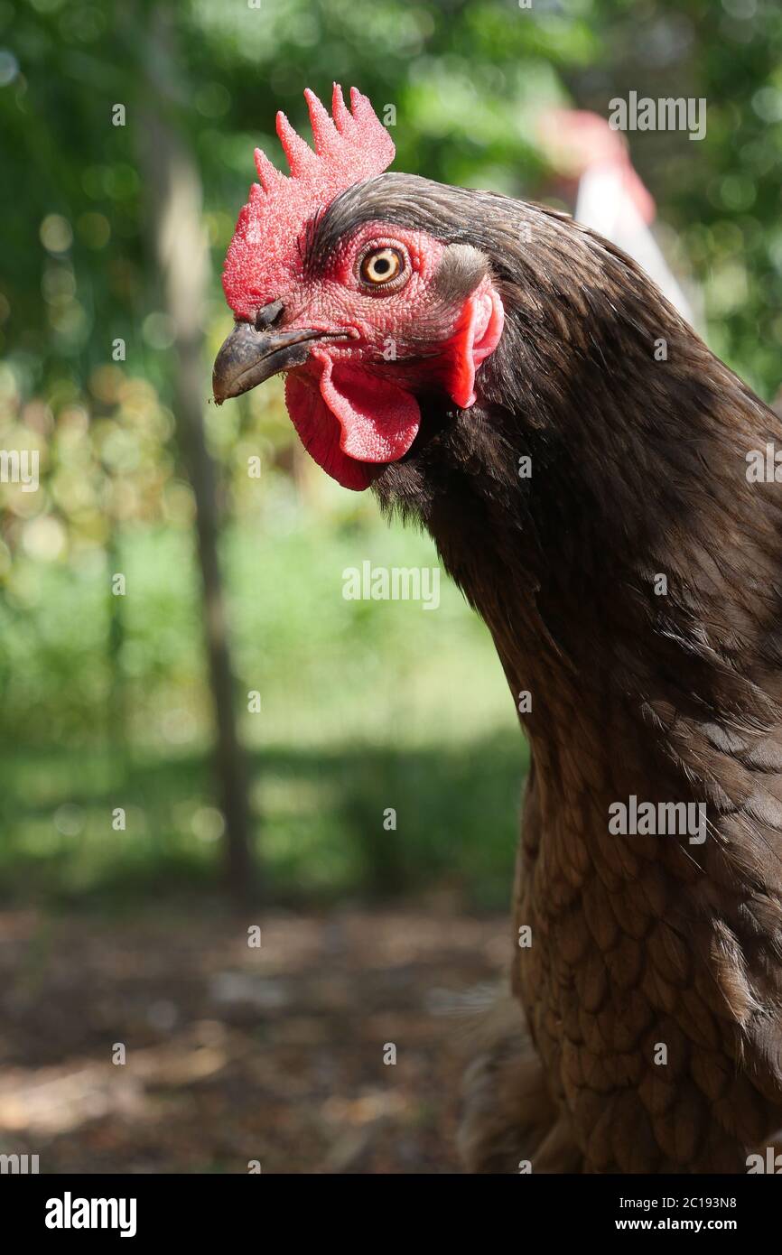Poule rousse picorant l'herbe Banque de photographies et d’images à ...