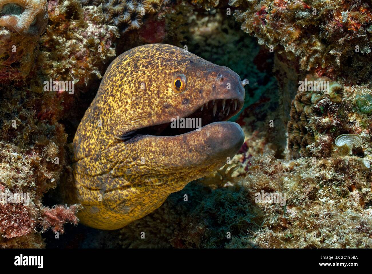 Anguille jaune Banque de photographies et d’images à haute résolution ...