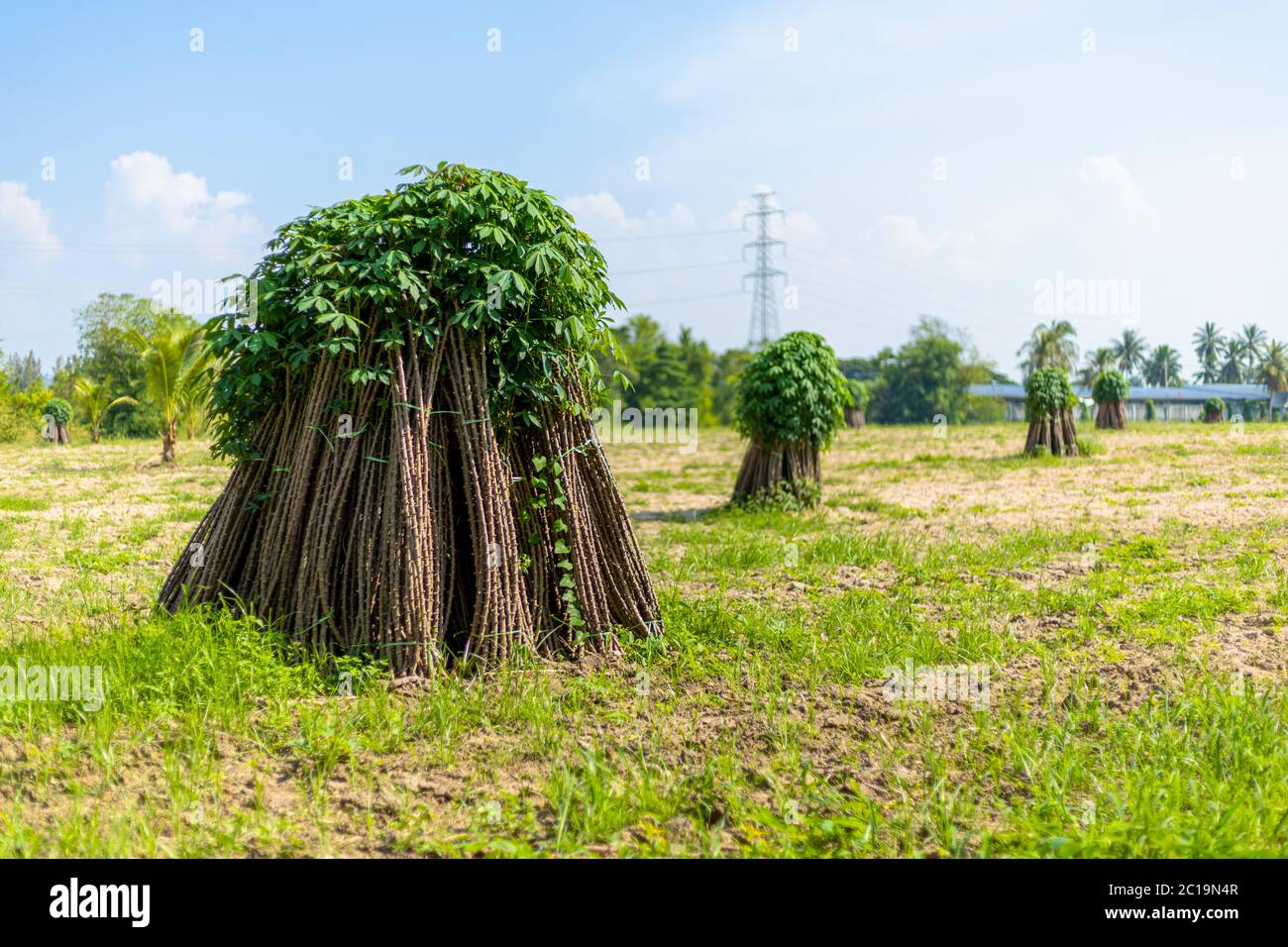 Champs de tapioca. Cultiver le manioc. Préparer la plantation de manioc ...