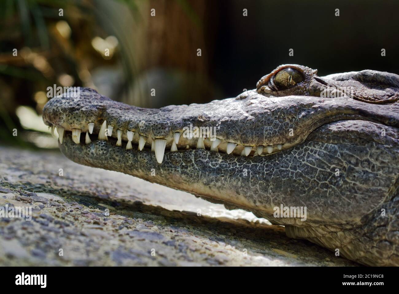 Faune philippine Banque de photographies et d’images à haute résolution ...