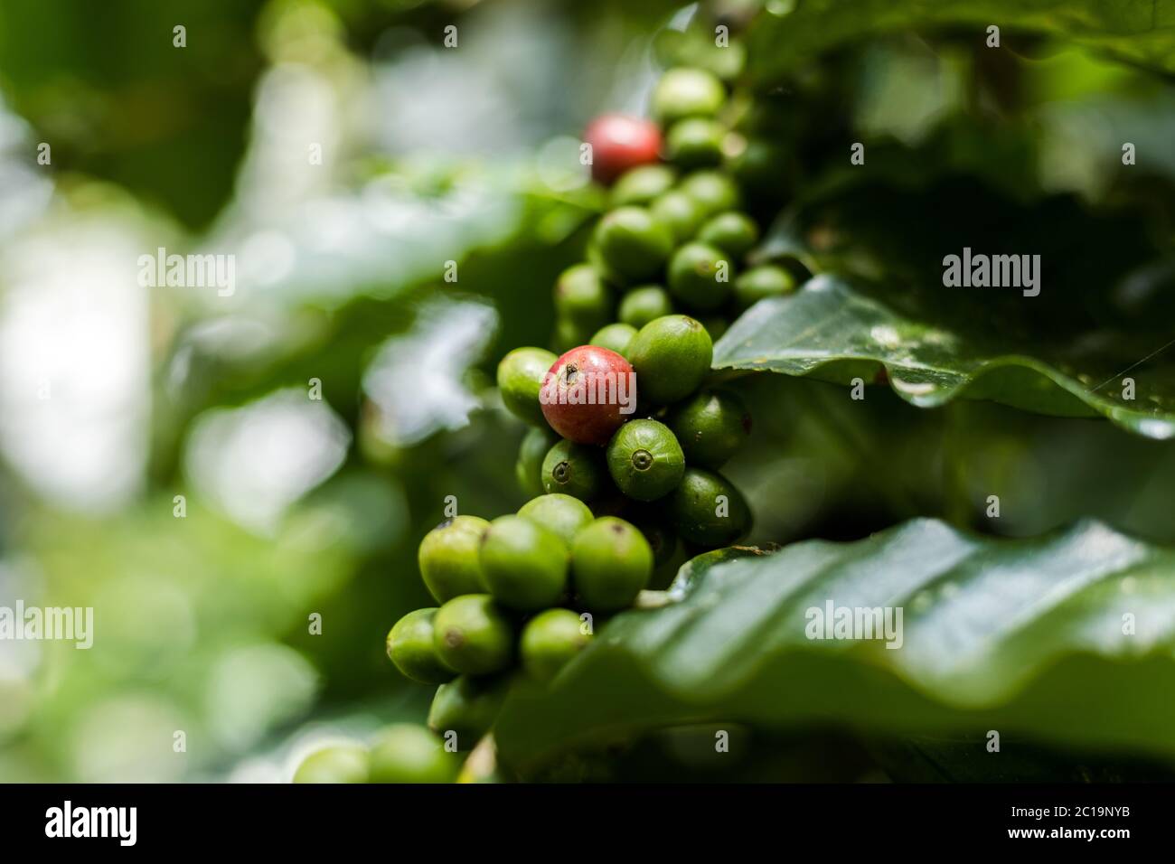 Usine de café. Grains de café poussant sur une branche de l'arbre de ...