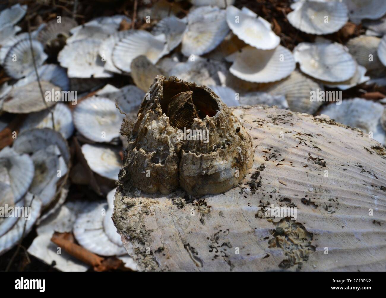 Glands marins Banque de photographies et d’images à haute résolution ...