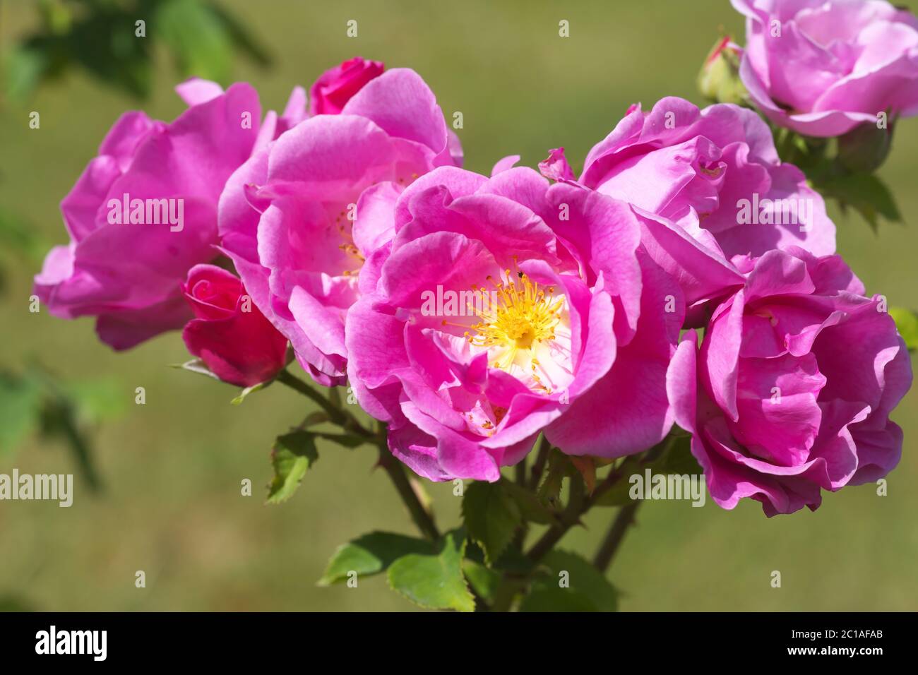 Floribunda rose Banque de photographies et d’images à haute résolution ...