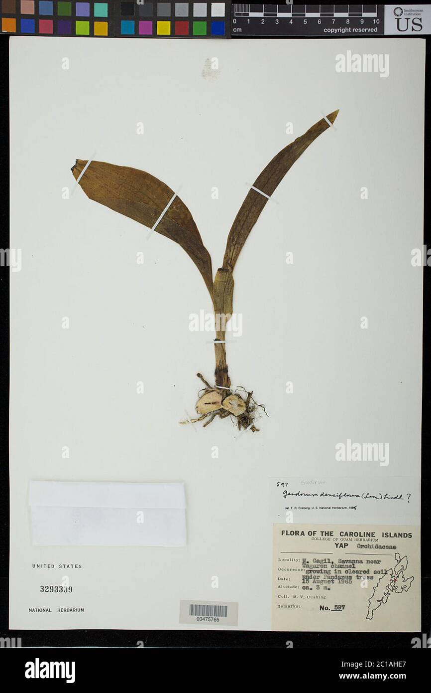 Geodorum densiflorum Banque de photographies et d’images à haute ...