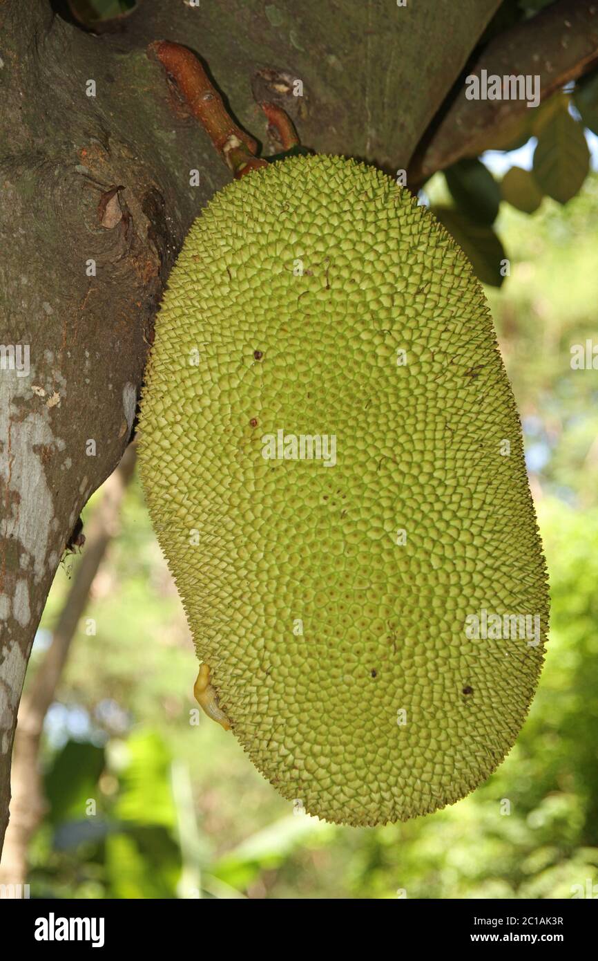 Limace jaune Banque de photographies et d’images à haute résolution - Alamy