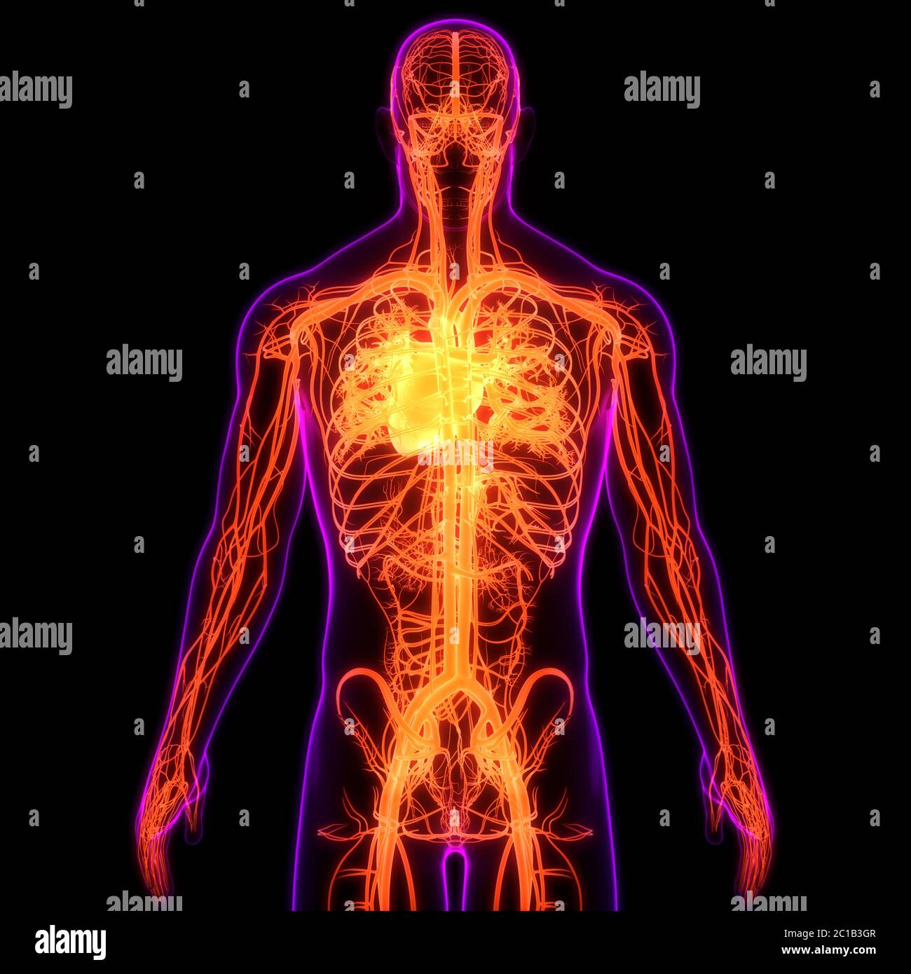 Système circulatoire de l'anatomie cardiaque Photo Stock - Alamy