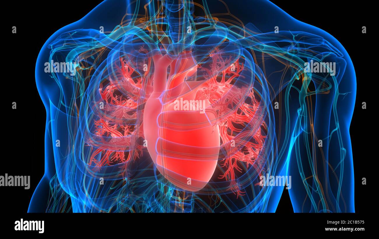Système circulatoire de l'anatomie cardiaque Photo Stock - Alamy