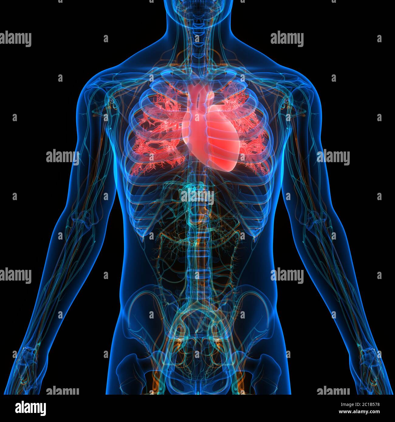 Système circulatoire de l'anatomie cardiaque Photo Stock - Alamy