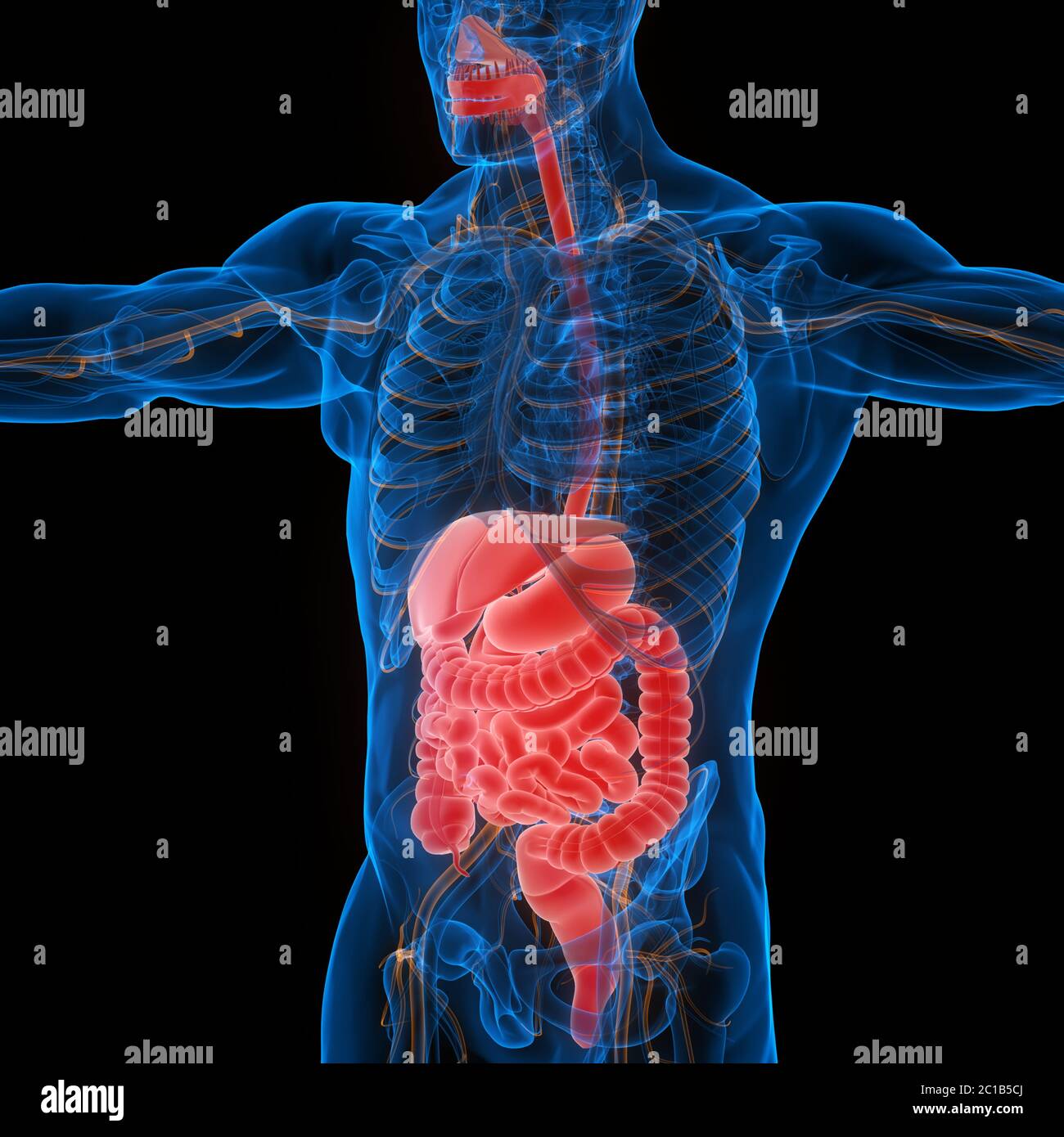 Anatomie du système digestif humain Photo Stock - Alamy