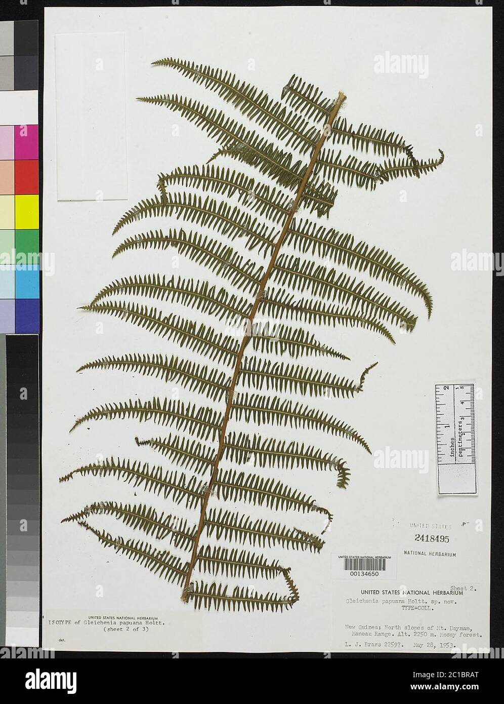 Gleichenia Banque de photographies et d’images à haute résolution - Alamy
