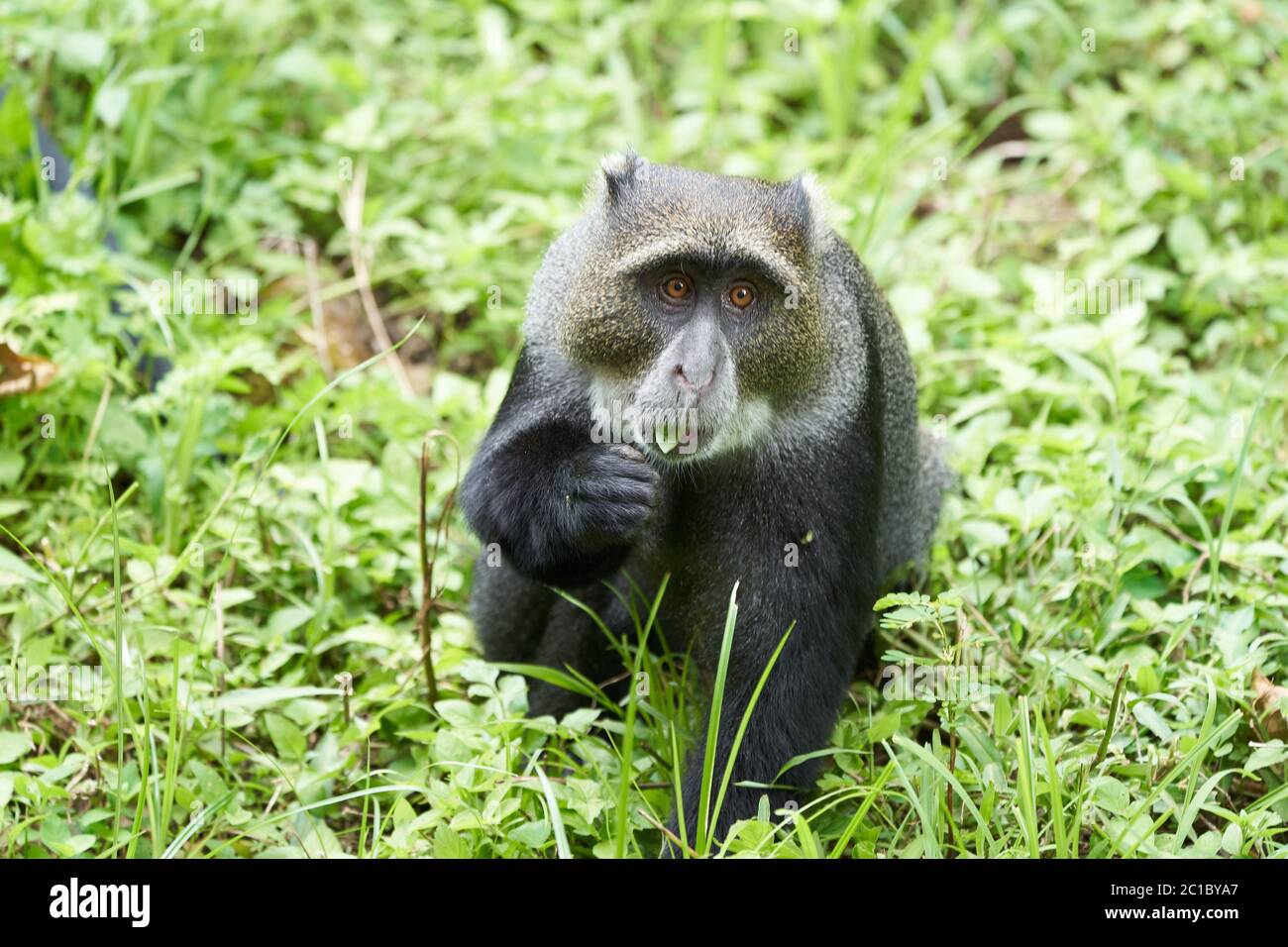Singe bleu singe diademed Cercopithecus mitis Portrait espèces de la ...