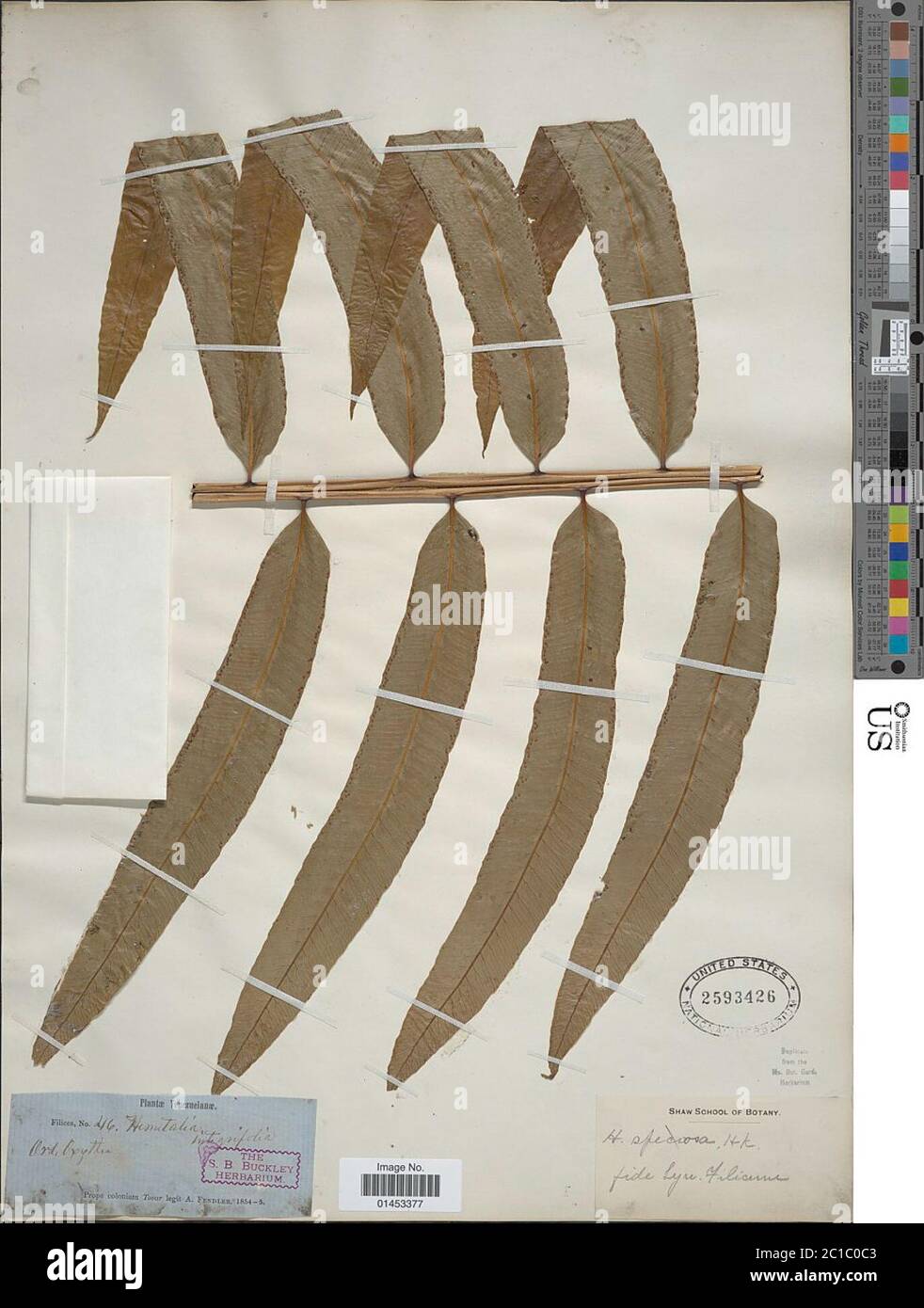 Tree fern cyathea sp Banque de photographies et d’images à haute ...