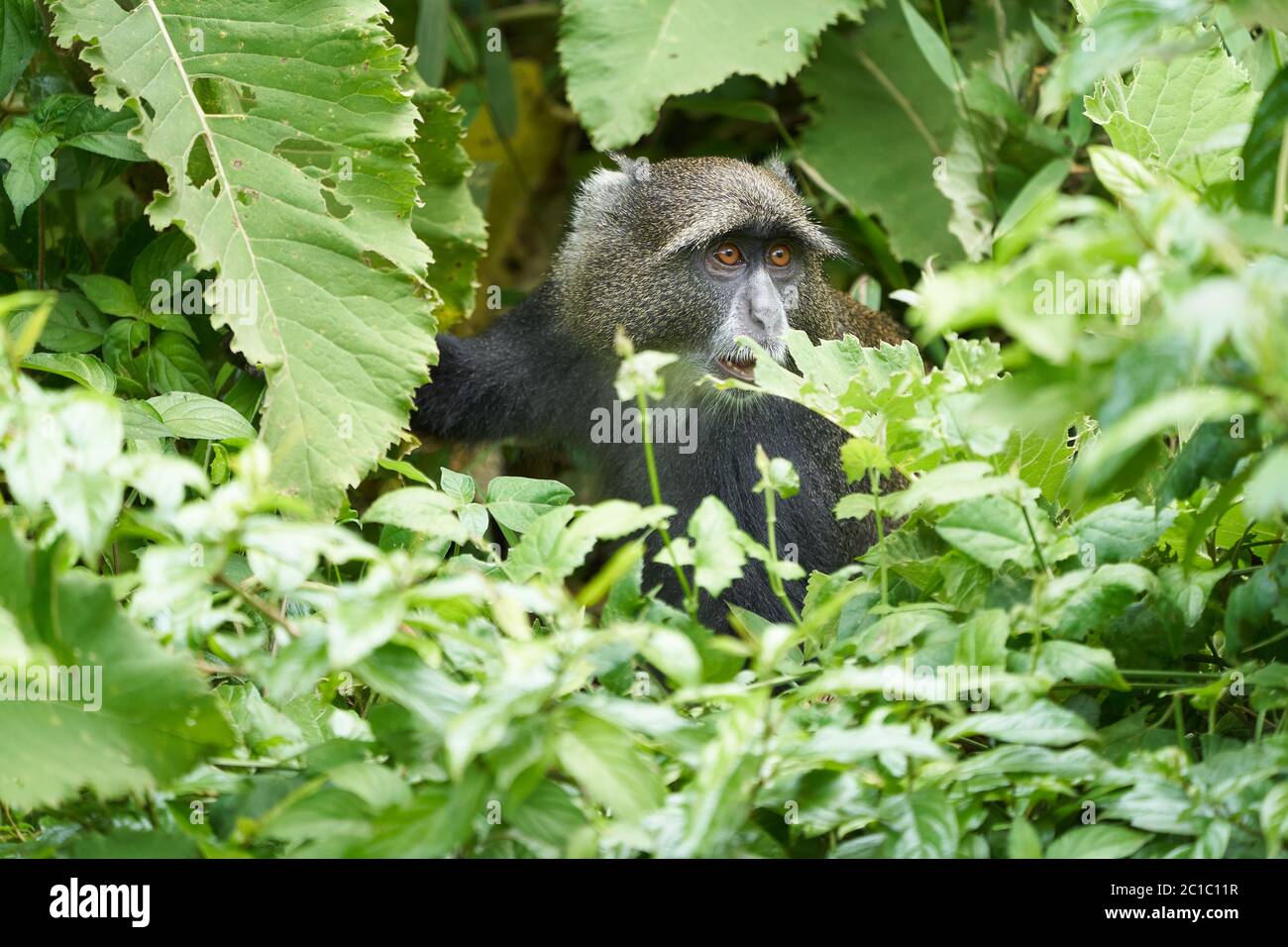 Singe bleu singe diademed Cercopithecus mitis Portrait espèces de la ...