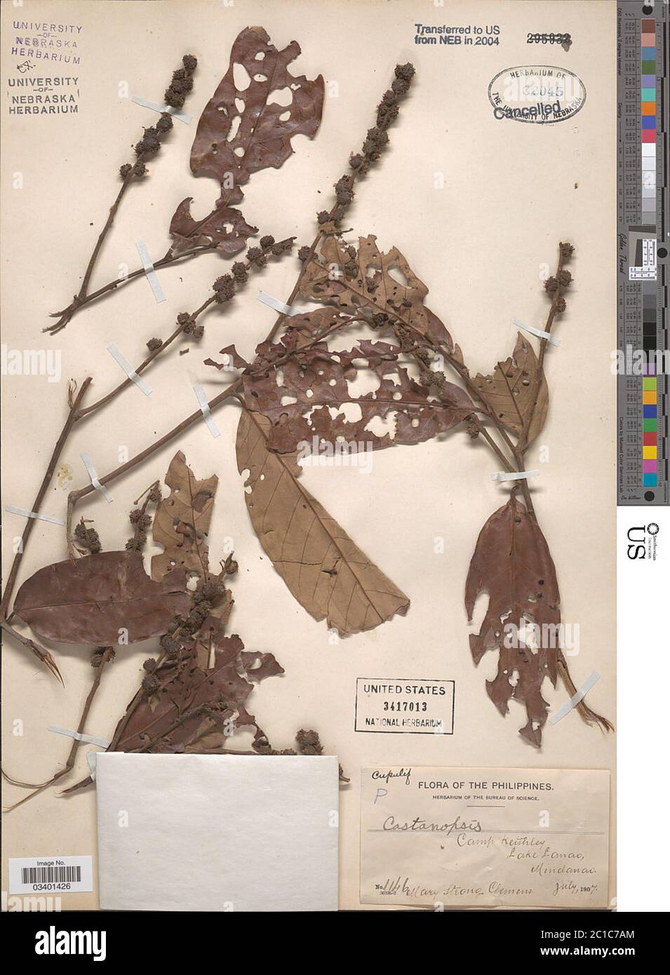 Arbres castanopsis fagaceae Banque de photographies et d’images à haute ...